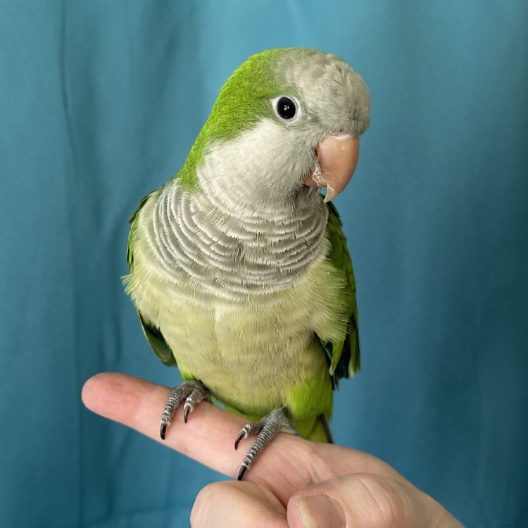 Birds available for adoption - Mochi's Treehouse