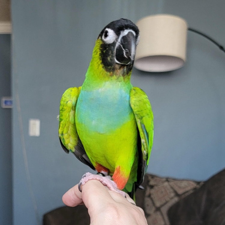 Birds available for adoption - Mochi's Treehouse