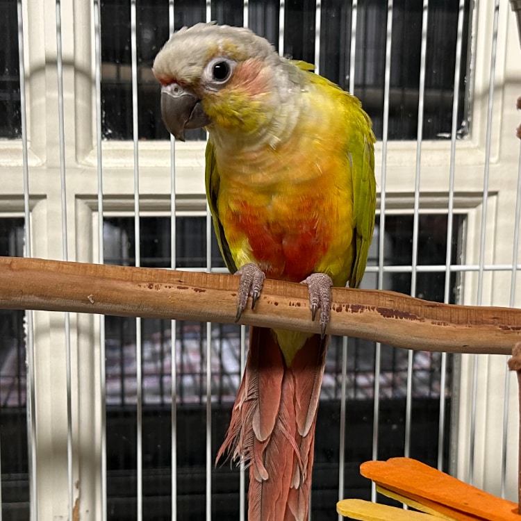 Birds available for adoption - Mochi's Treehouse