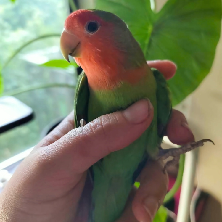 Birds available for adoption - Mochi's Treehouse