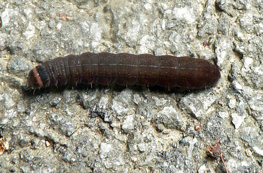 Mokka mit Schlag » Bugs