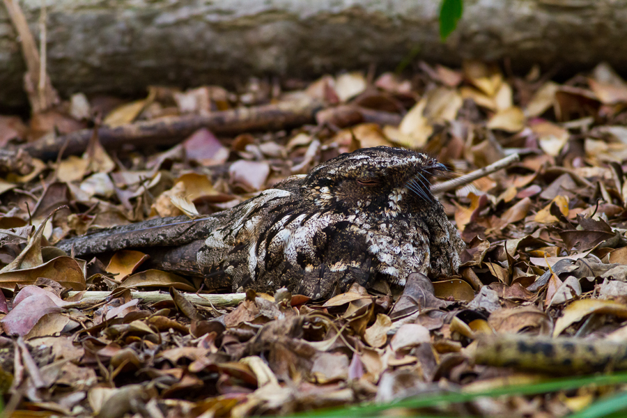 Mokka mit Schlag » Cuba Day 4 #822-#829 in Parque Nacional Cienaga de ...