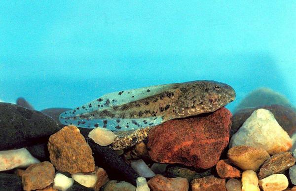 Map of Life - Species Maps