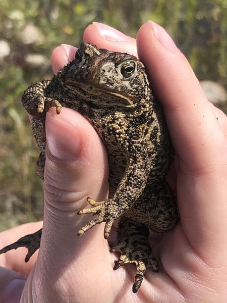 Map of Life - Species Maps