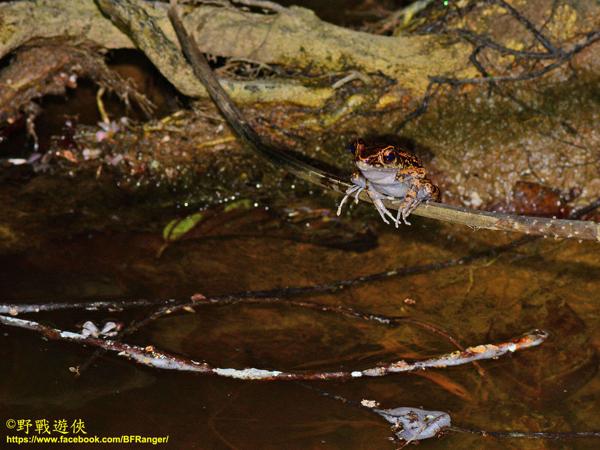Map of Life - Species Maps