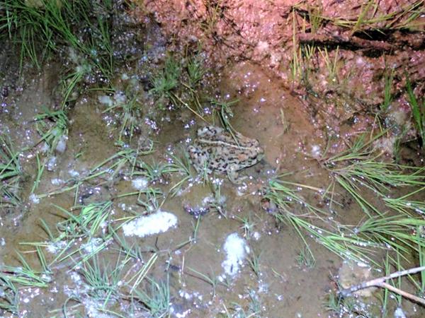 Map of Life - Species Maps