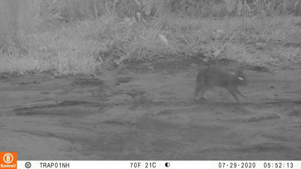 Map of Life - Species Maps