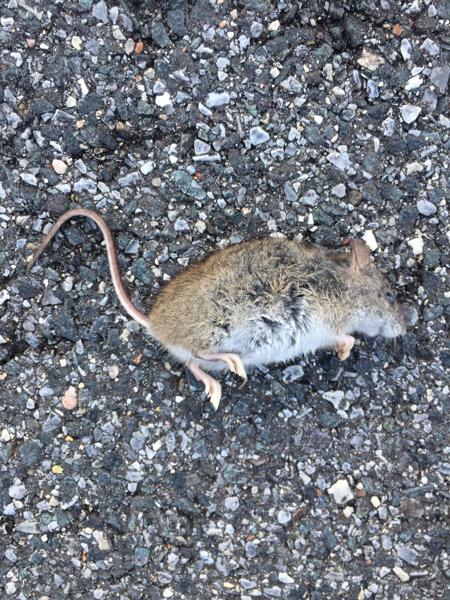 Map of Life - Species Maps