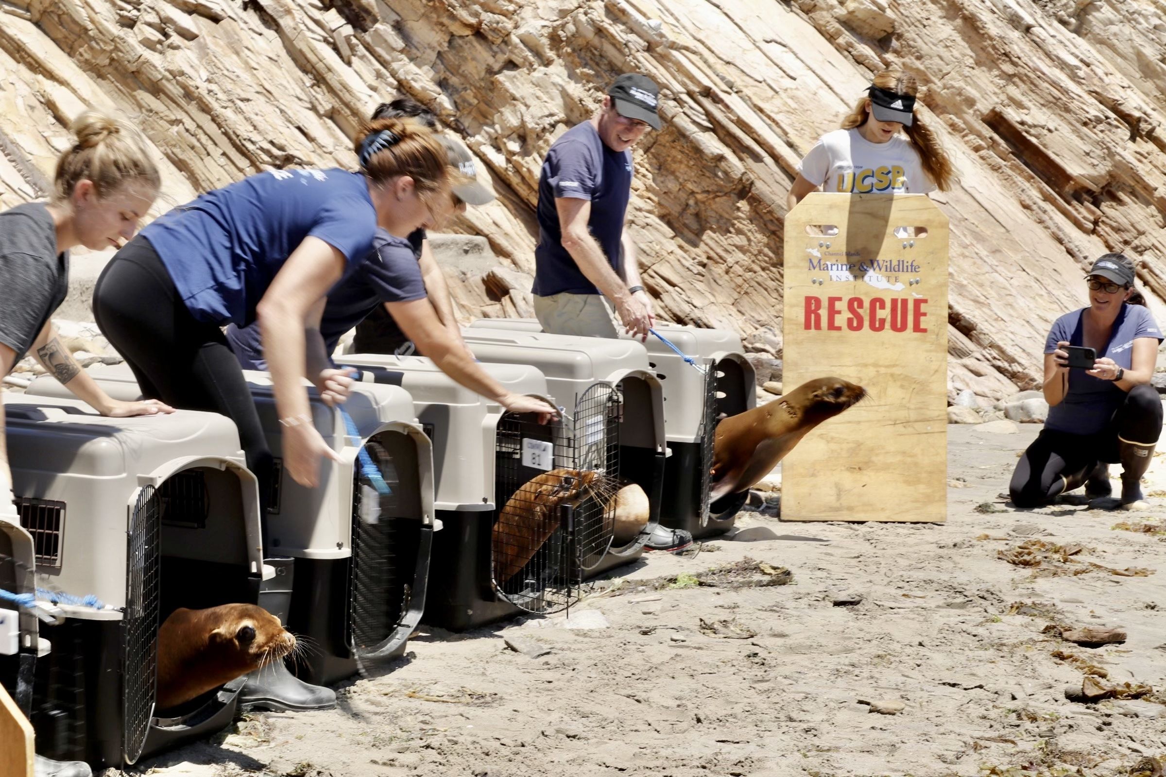 The Channel Islands Marine & Wildlife Institute (CIMWI) | Luxury ...