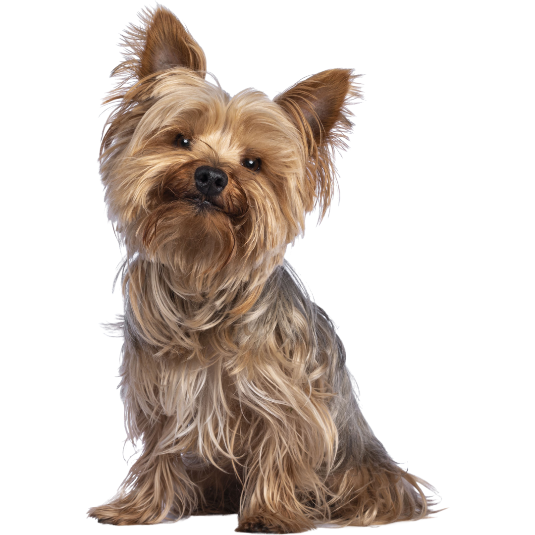 Pawsome Harmony - Home