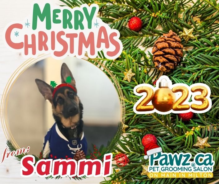 Pawz.ca Pet Grooming Milton |Professional Dog Grooming Stylists serving ...