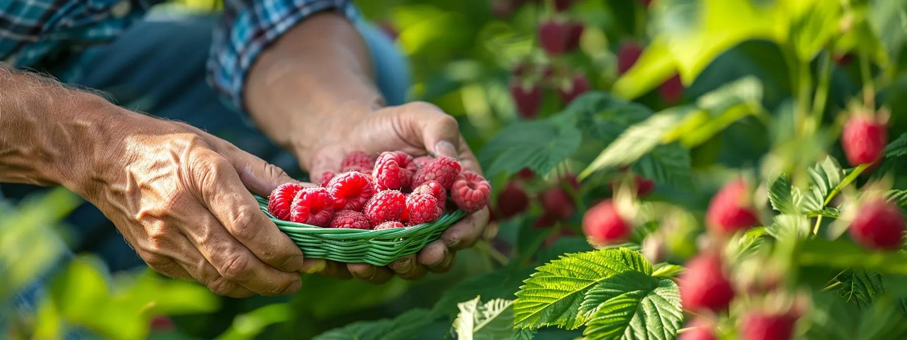 Raspberry Care 101: From Cane to Crop Without the Fuss