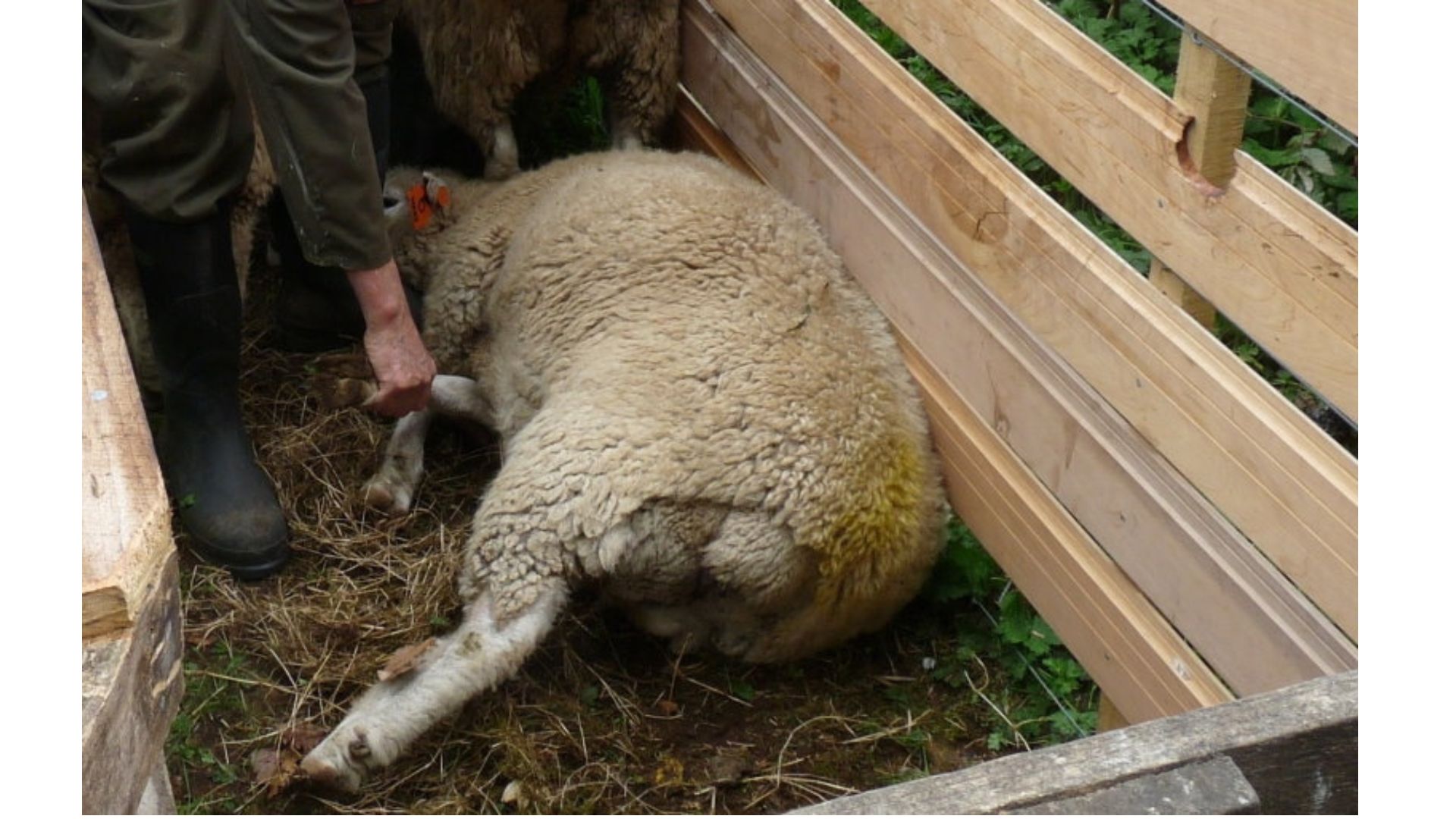Catching and holding sheep