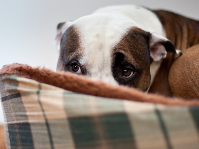 Chill Out, Pup! Natural Ways to Soothe Your Anxious Dog