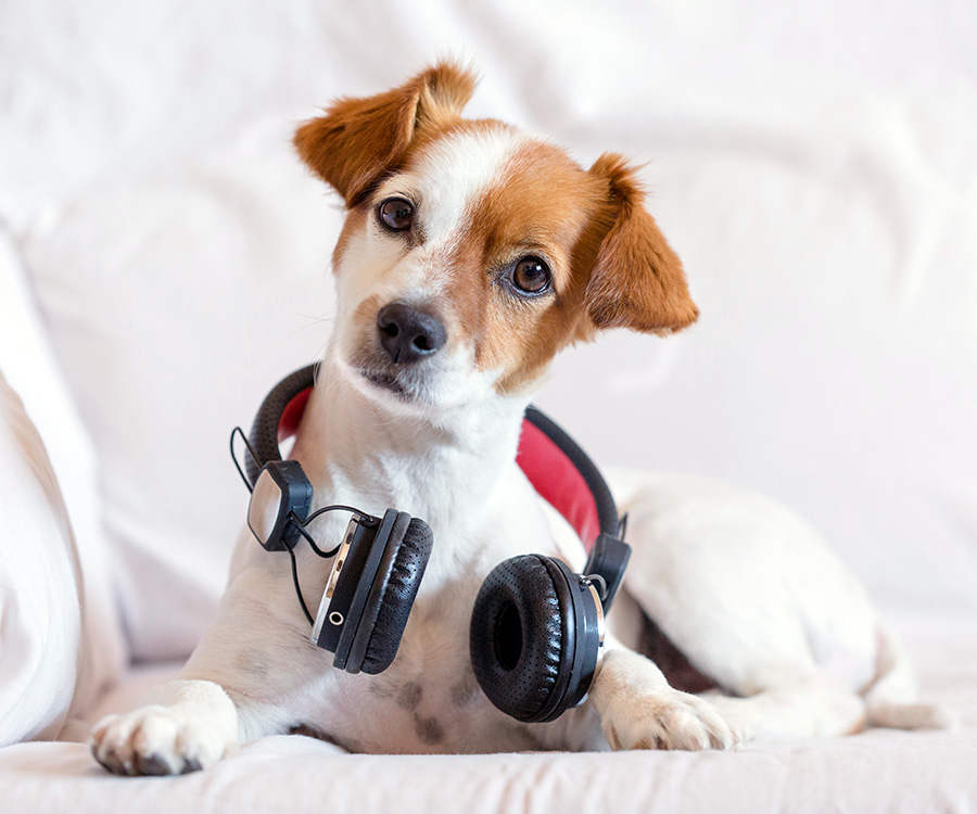 Unlocking the Power of Music for Dogs