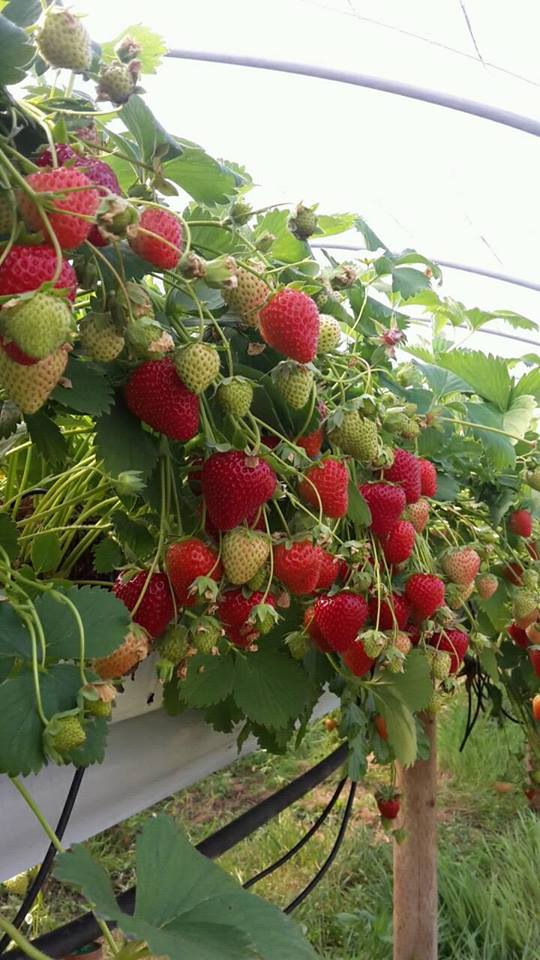 Primrose Vale Farm Shop | Cheltenham Rocks