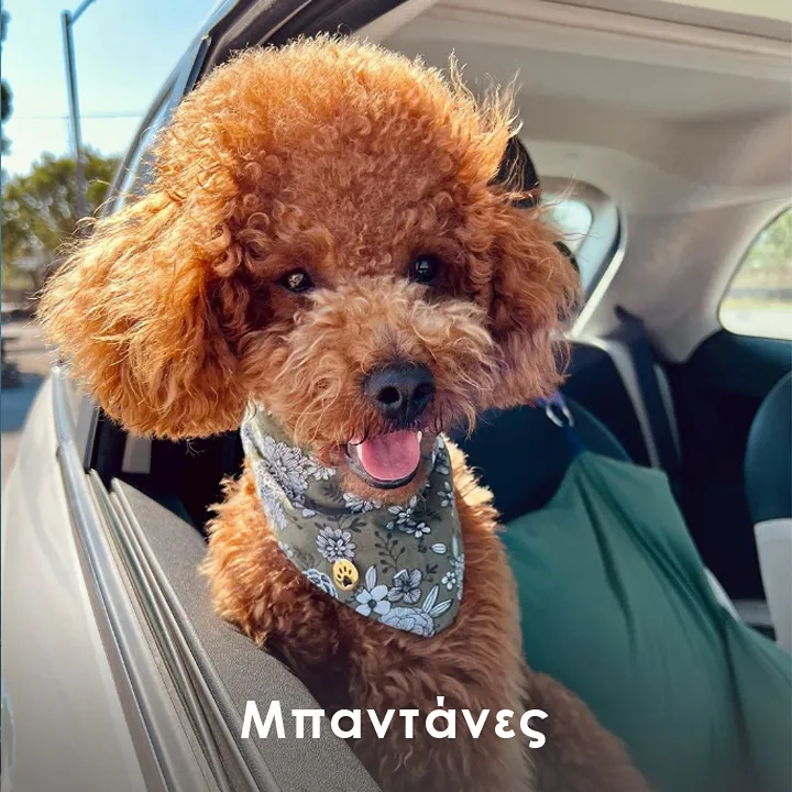 Pet friendly online store με χειροποίητες δημιουργίες για εσάς και το κατοικίδιο σας!