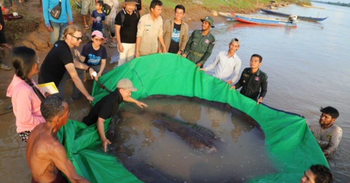 Kifogták a világ legnagyobb édesvízi szörnyetegét | Nap Híre