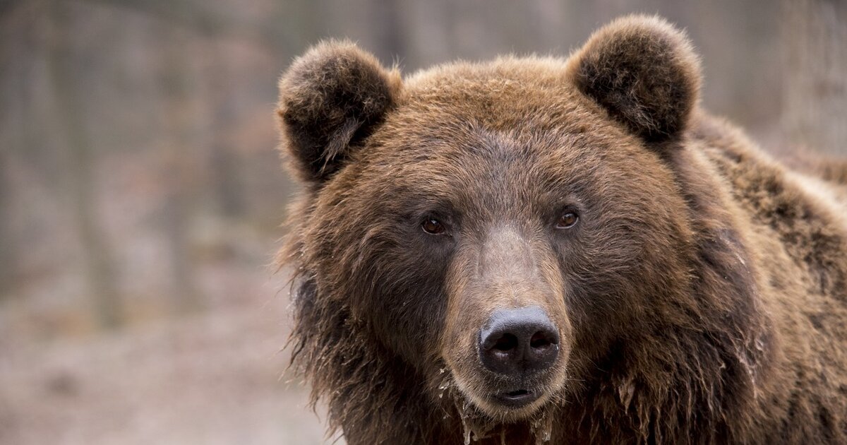 Itt a tavasz, vérengzenek a medvék | Nap Híre