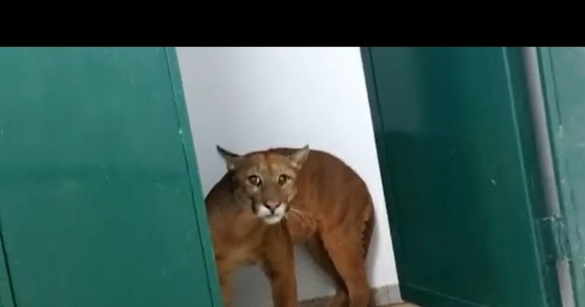Rémület: puma sétált be egy osztályterembe | Nap Híre