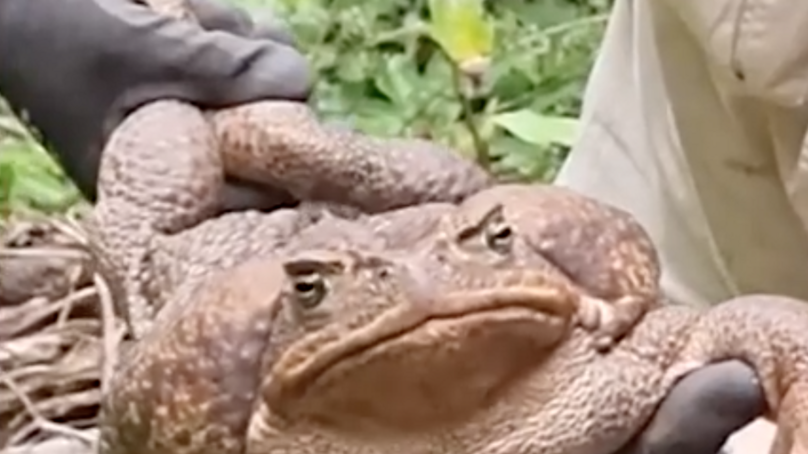 Bizarr, gigantikus békaszörnyre bukkantak - képek | Nap Híre