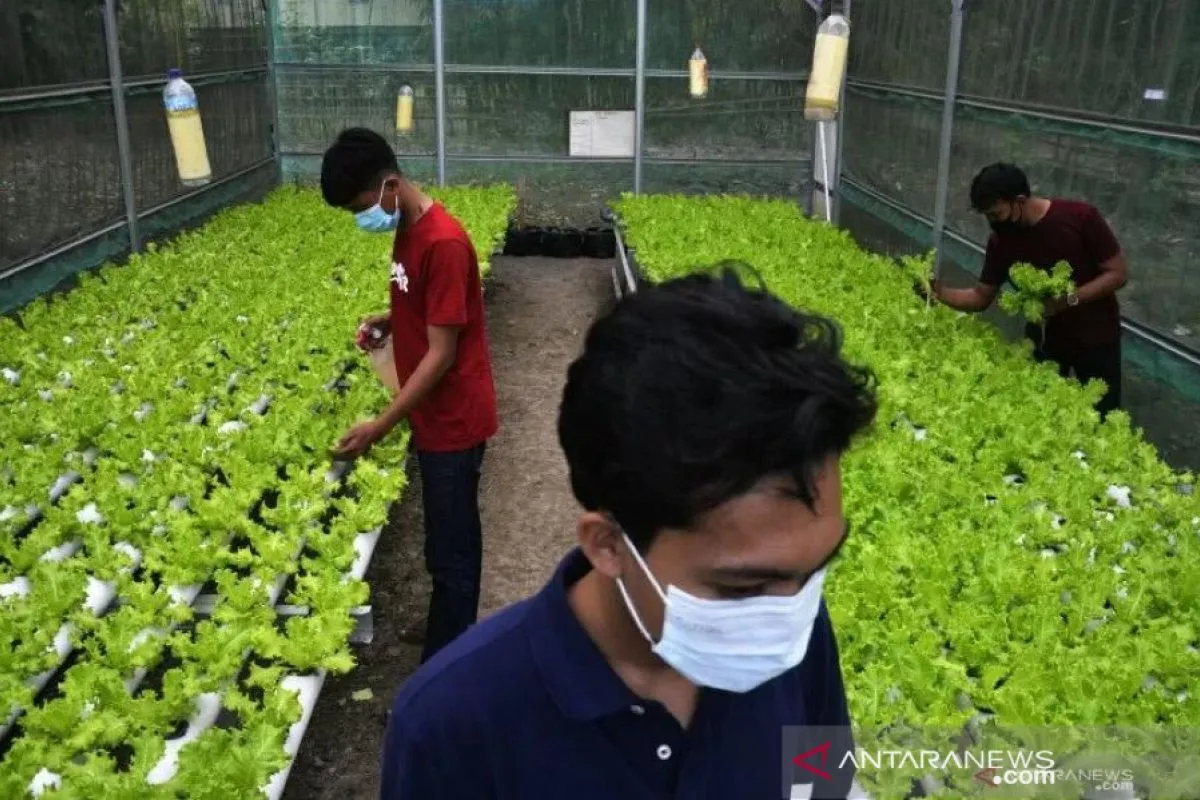 Cara Daftar Program Petani Milenial 2024 Melalui Website Kementerian Pertanian | Narasi TV