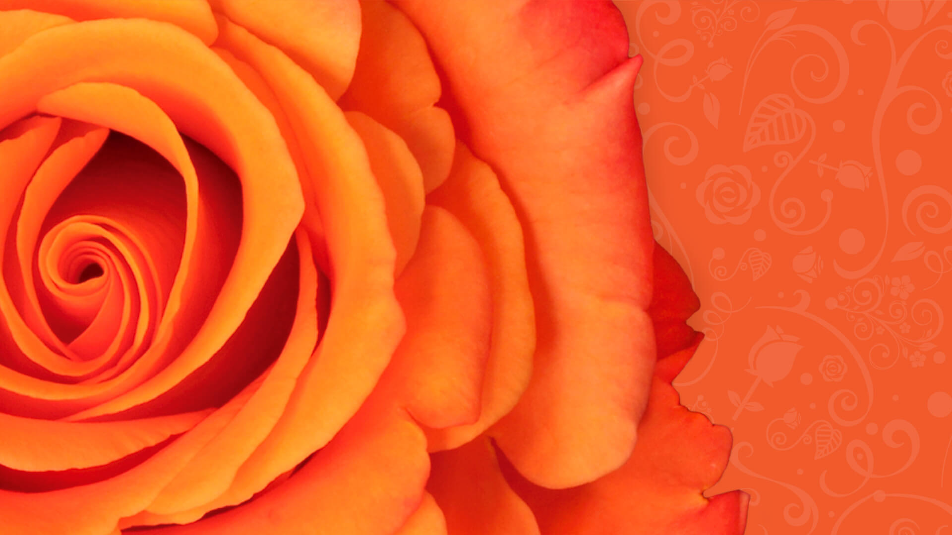 Ecuador Roses Growers & Exporters | Native Blooms » Wholesale ...
