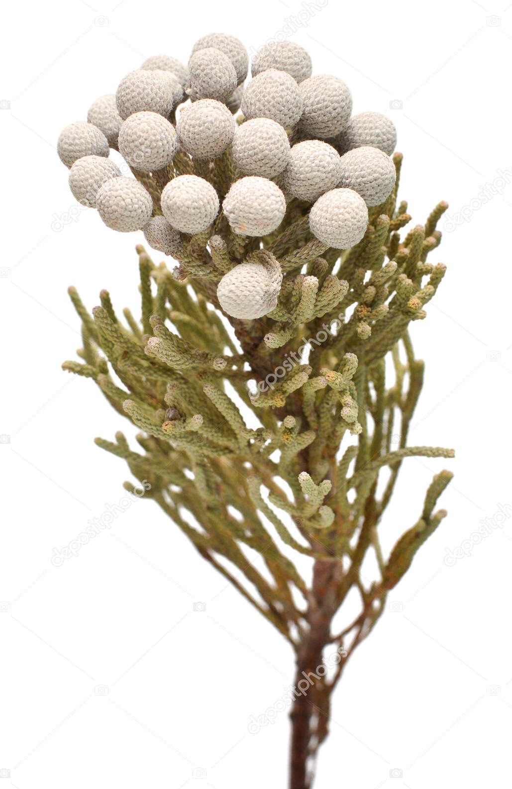 Brunia Albiflora Corte | Neomaquina Supermercados