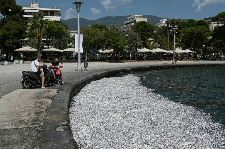 Greece Declares State Of Emergency Over Dead Fish