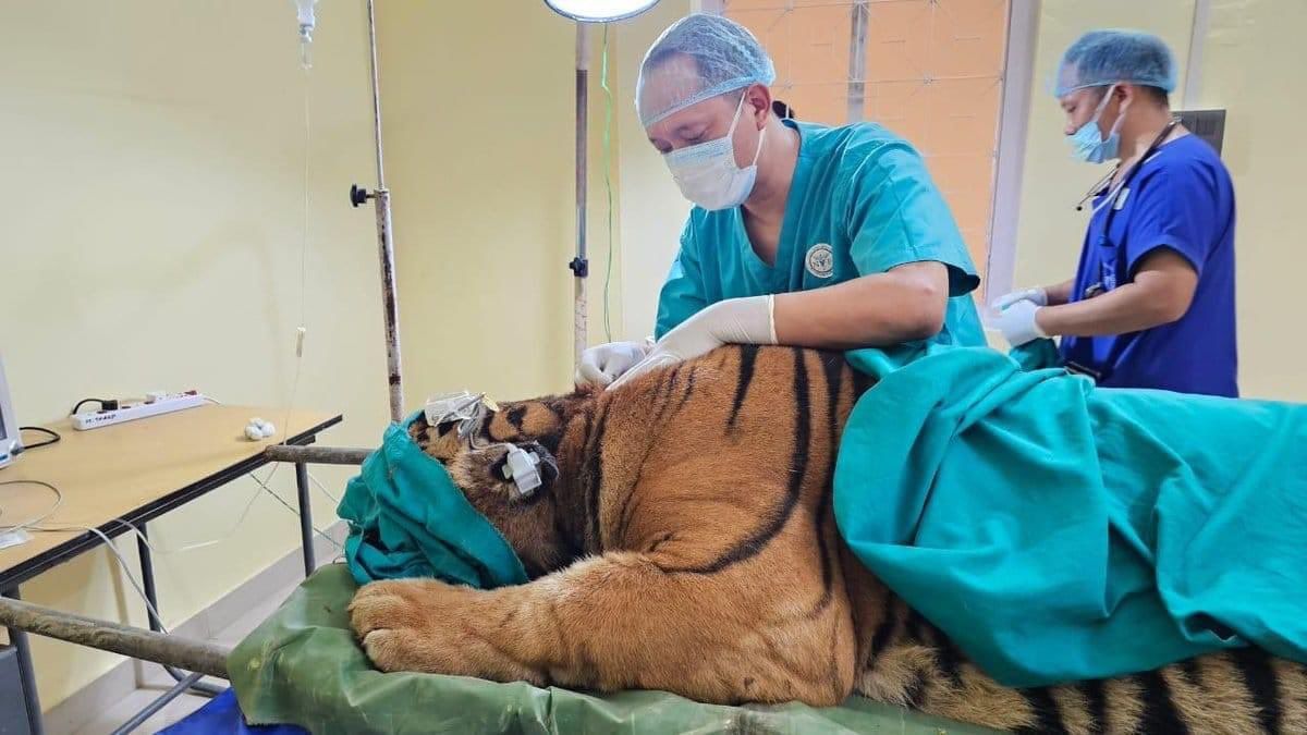 The Successful Surgery Of A Tigress