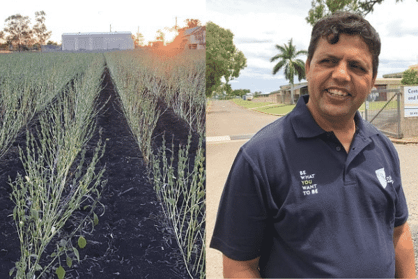 Indian spice crops in demand