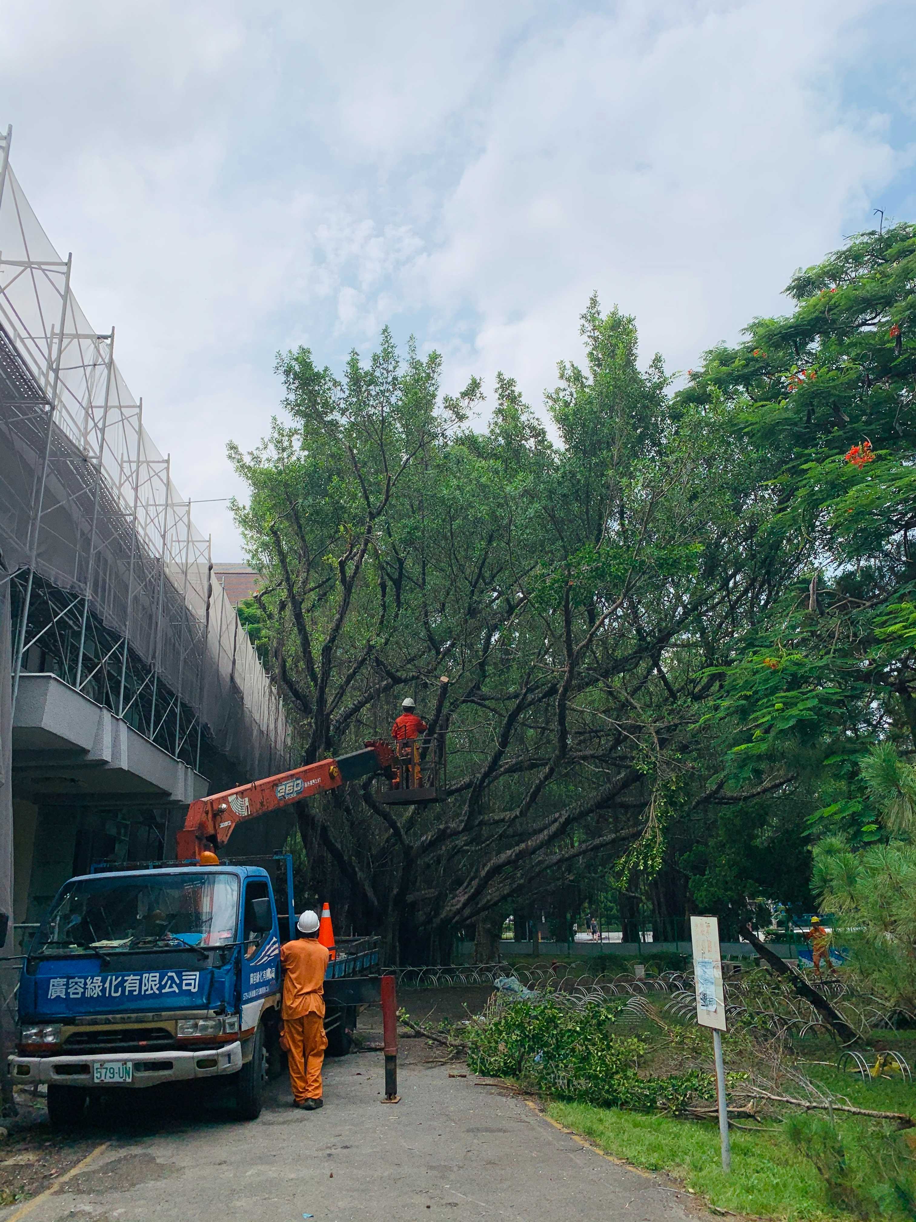 2023 Campus Tree Conservation | Sustainability Actions | NTHU SDGs 清華永續
