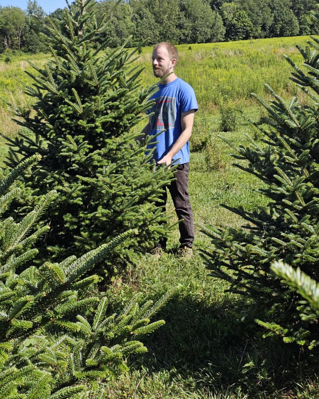 Home | New York State of Pine - NYC Christmas Tree Delivery