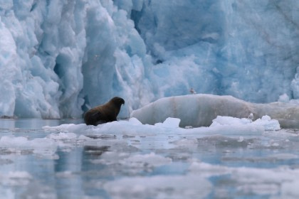 Glaucous Gull | Facts, pictures & more about Glaucous Gull