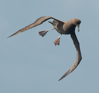 Light-mantled Albatross | Facts, pictures & more about Light-mantled ...