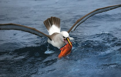 Atlantic Yellow-Nosed Albatross | Facts, pictures & more about Atlantic ...