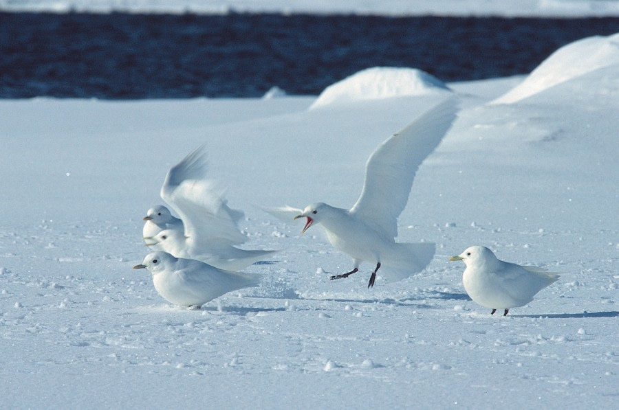 Ivory Gull | Facts, pictures & more about Ivory Gull