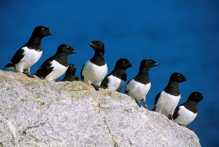 Little Auk | Facts, pictures & more about Little Auk