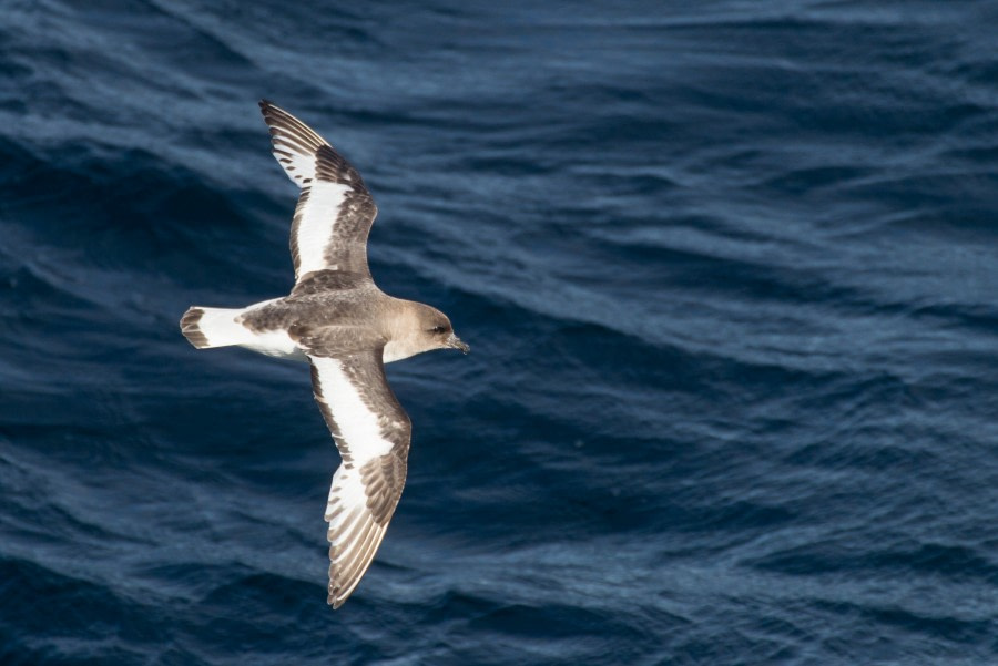 Antarctic Petrel | Facts, pictures & more about Antarctic Petrel