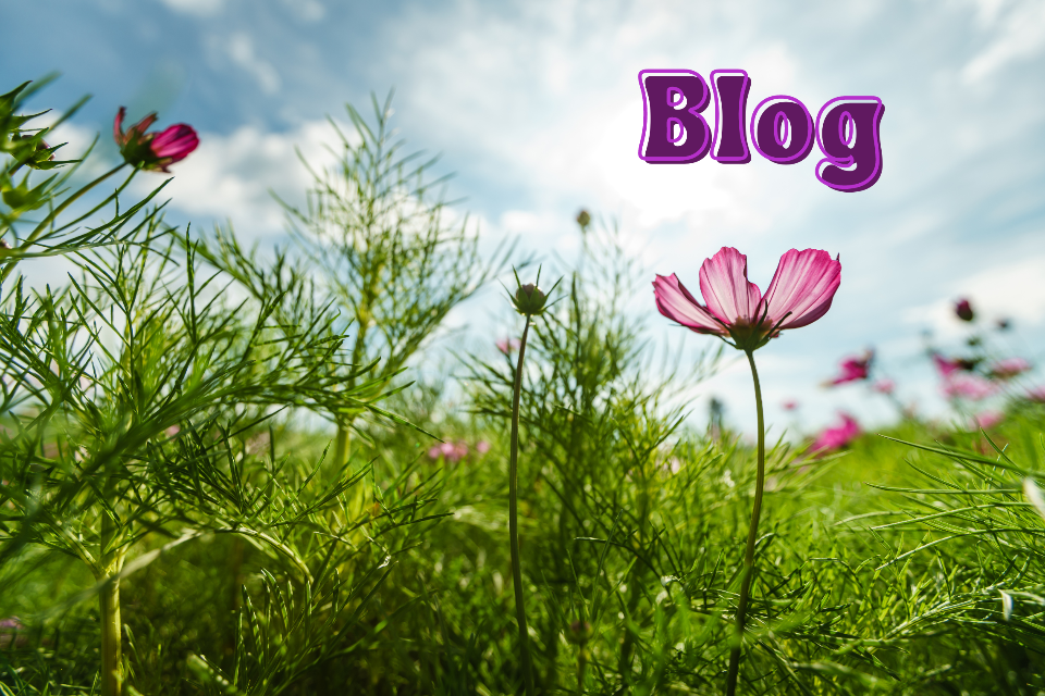 Fern Yoga & Wellness