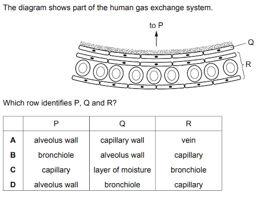 Gas exchange in humans Mega test – Olevels.Com