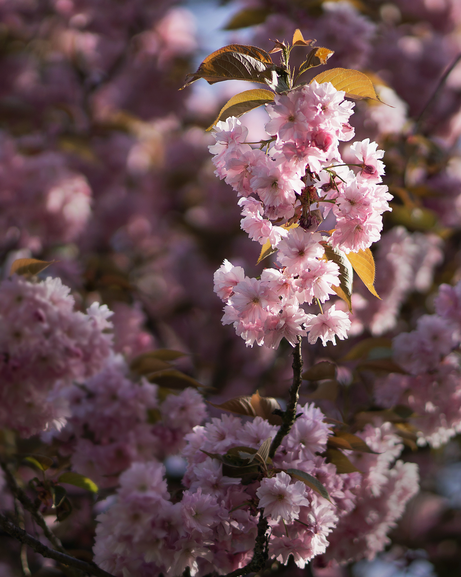96 best Prunus images on Pholder | Bonsai, Botanical Porn and Gardening