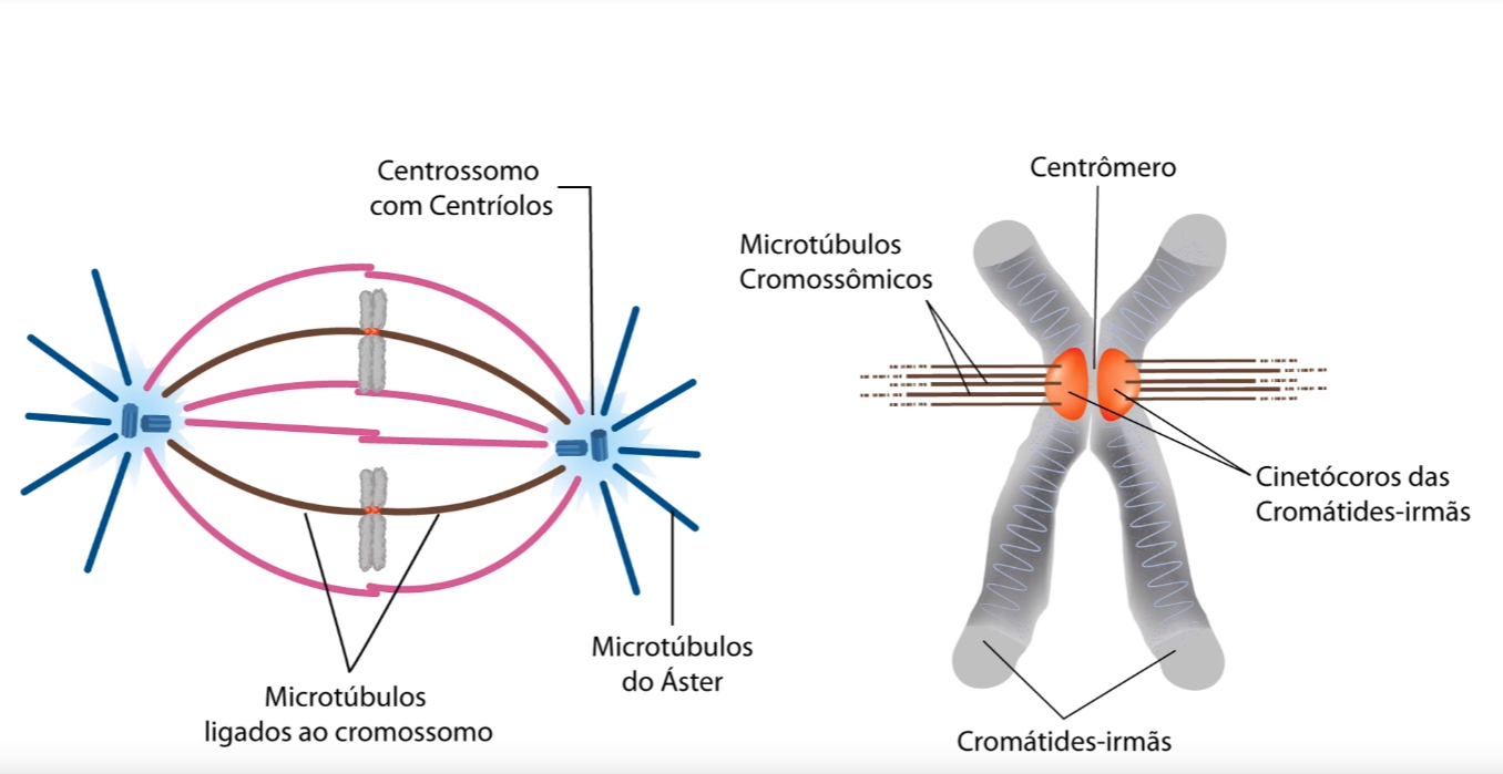 4.Citologia III : Ciclo Celular e Divisão Celular (Meiose (Fases Meiose I,…