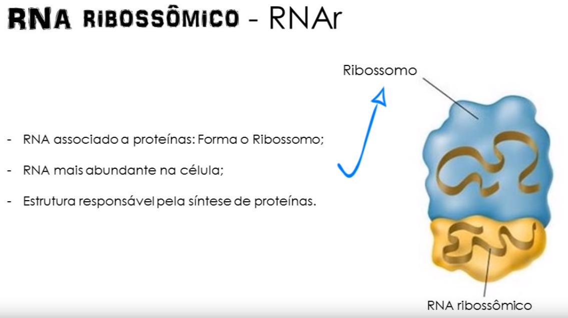 3.Citologia Estudo do Núcleo ( Ácidos Nucleicos: Visão Geral (Adenosina…