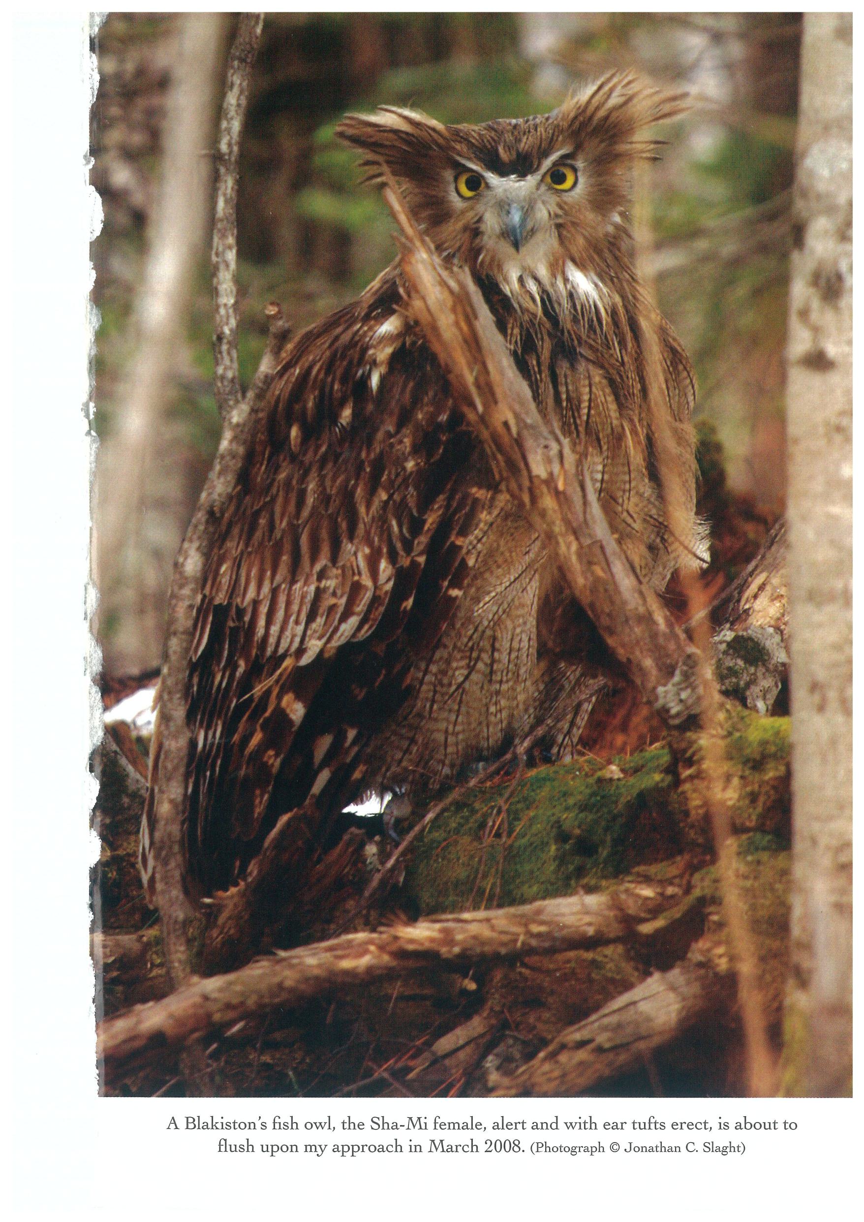 遠東冰原的貓頭鷹：踏上魚鴞保育的原始林道 ｜ 強納森．斯萊特（Jonathan C. Slaght） ／ 獨評讀好書 ｜ 獨立評論
