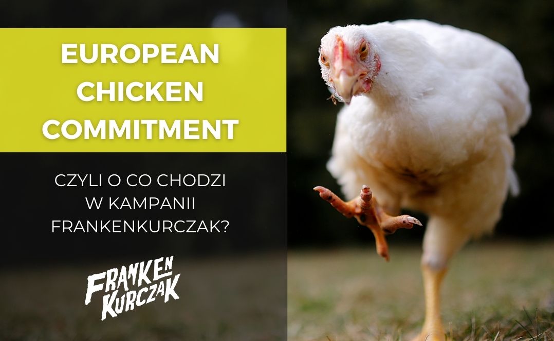 European Chicken Commitment, czyli o co chodzi w kampanii ...
