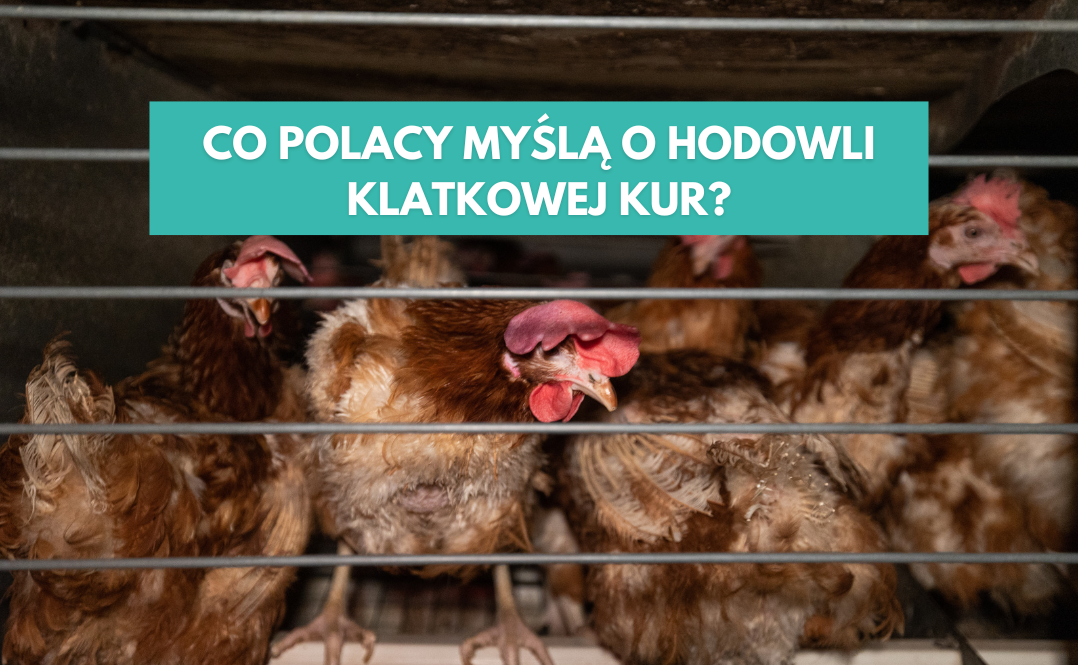 Co Polacy myślą o hodowli klatkowej kur? - Otwarte Klatki Co Polacy myślą o hodowli klatkowej kur? - Otwarte Klatki