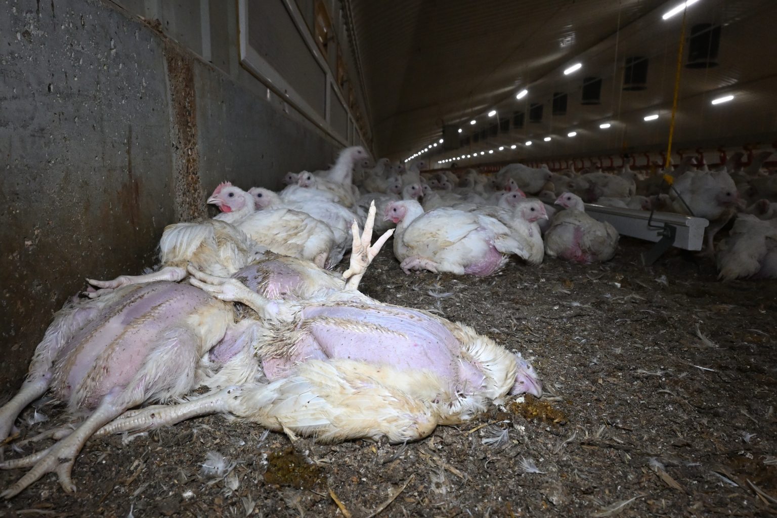 Morrisons FrankenChickens filmed deformed and dying – but still no action