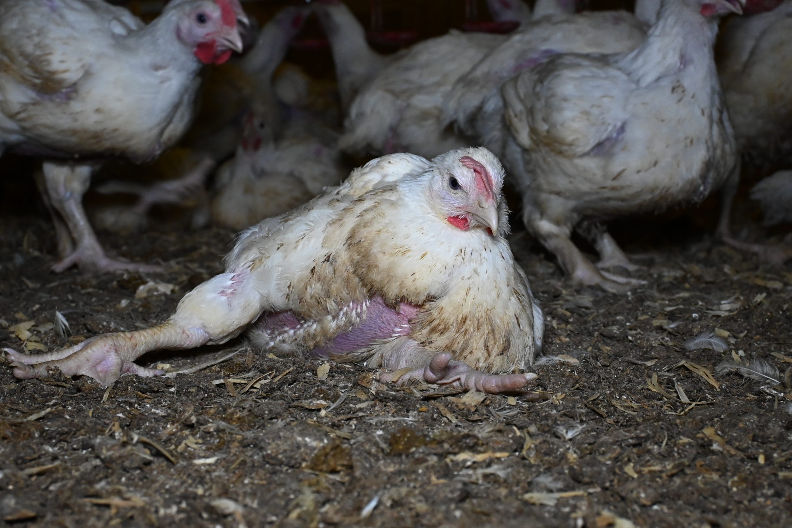 Morrisons "FrankenChicken" found starving to death