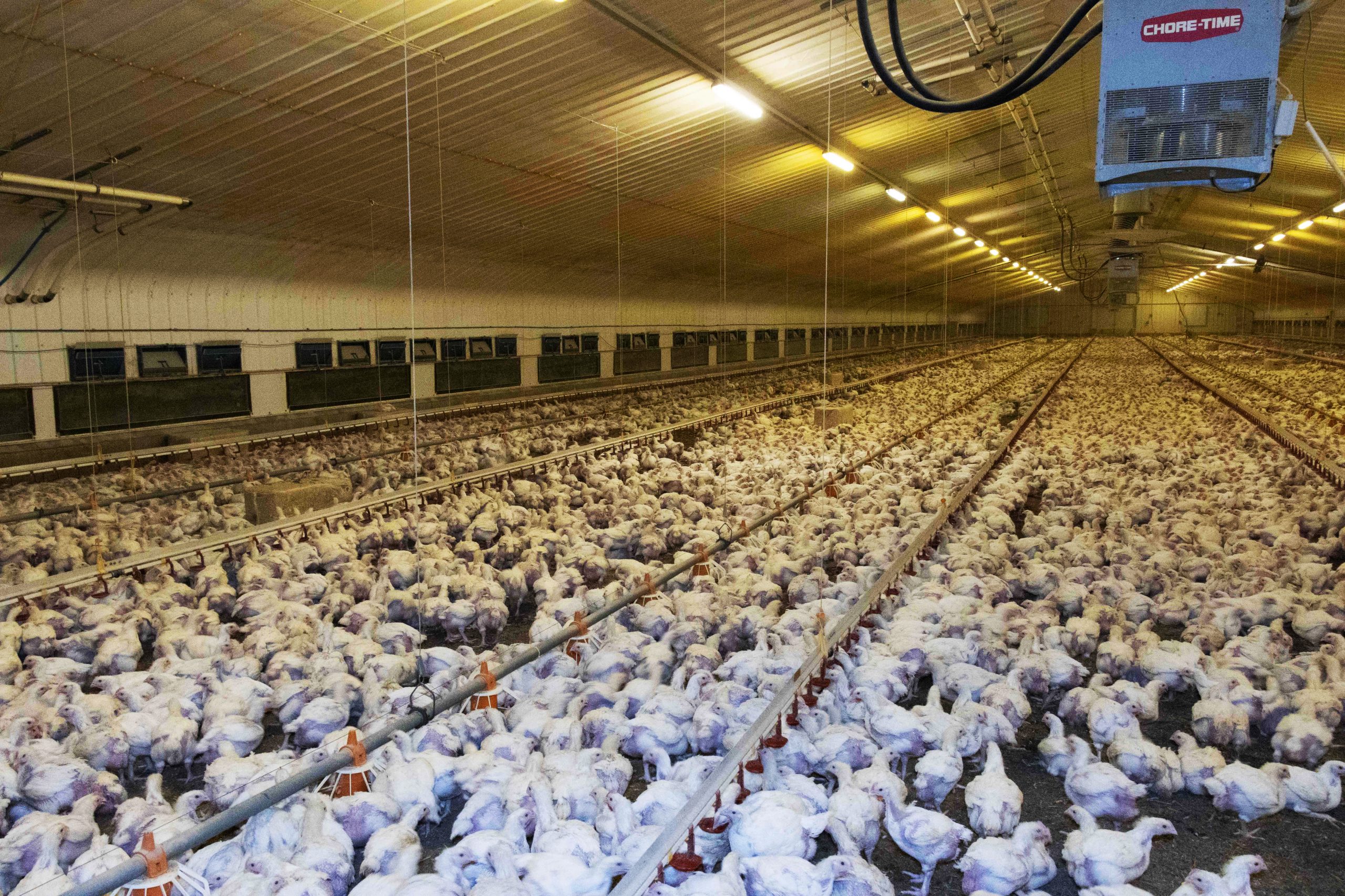 Investigation: Morrisons FrankenChickens die after “prolonged suffering ...